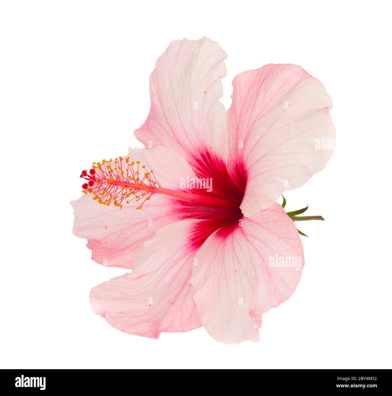 Pink chinese flower Cut Out Stock Images & Pictures - Alamy