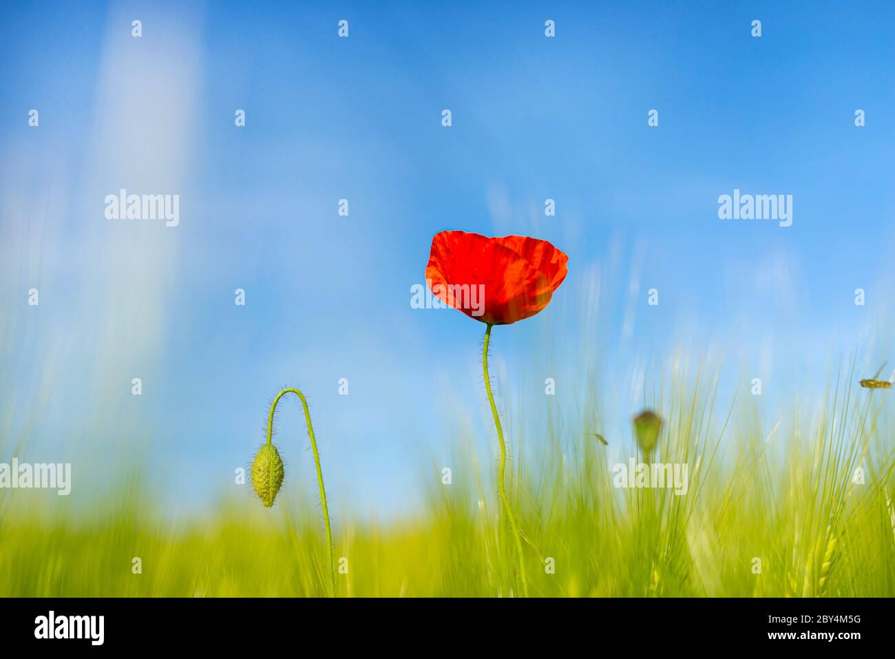 Beautiful common poppy with an open bouquet growing in a wheat field ...