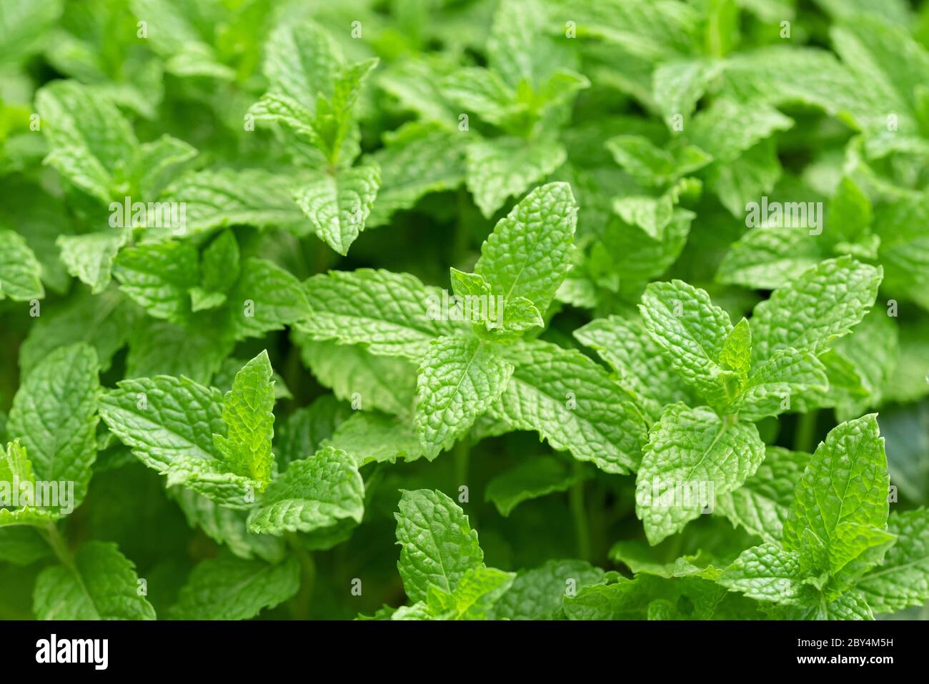 Healthy mint plants hi-res stock photography and images - Alamy