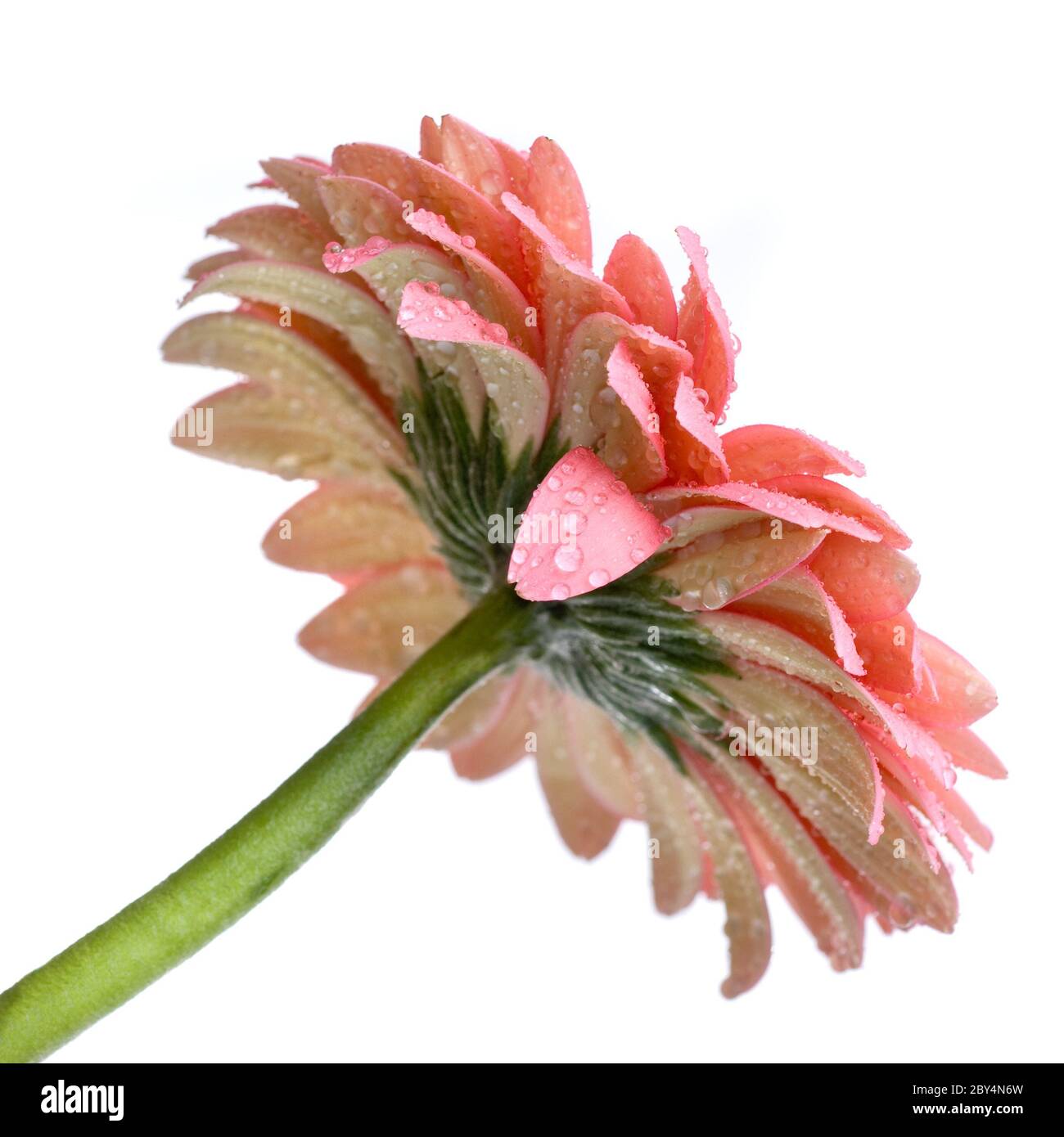 Pink daisy-gerbera with water drops isolated on white Stock Photo - Alamy