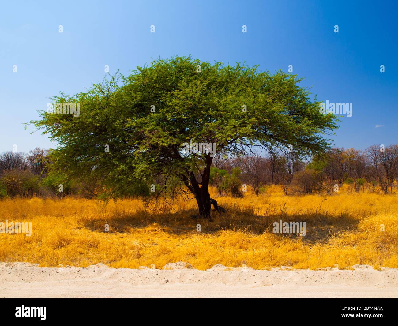 Typical african acacia tree (Botswana Stock Photo - Alamy