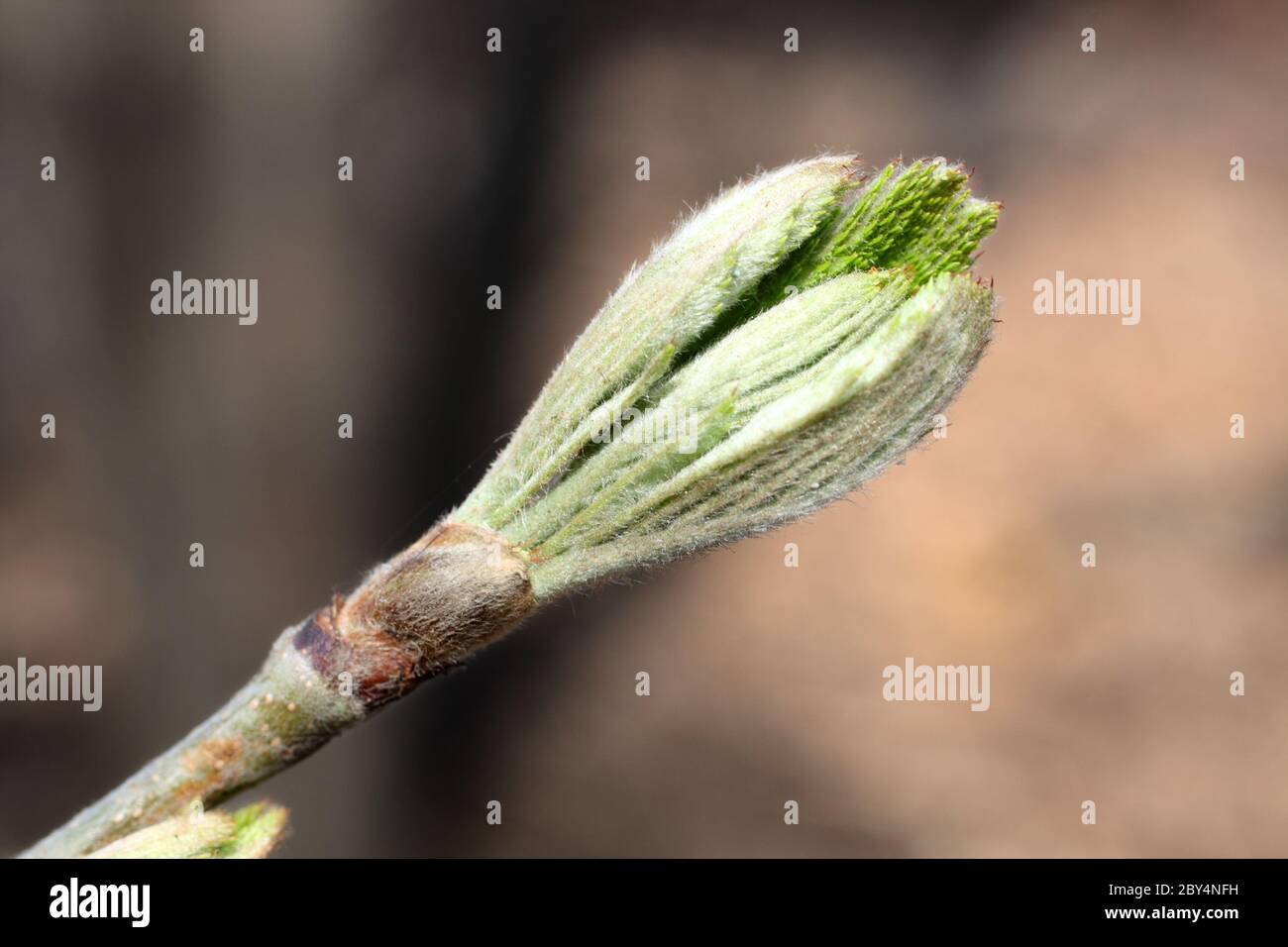 Tree emergence hi-res stock photography and images - Alamy