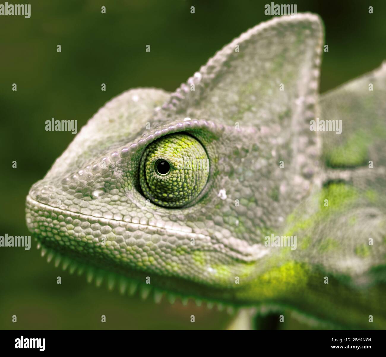 Chameleon reptile moving eyes hi-res stock photography and images - Alamy
