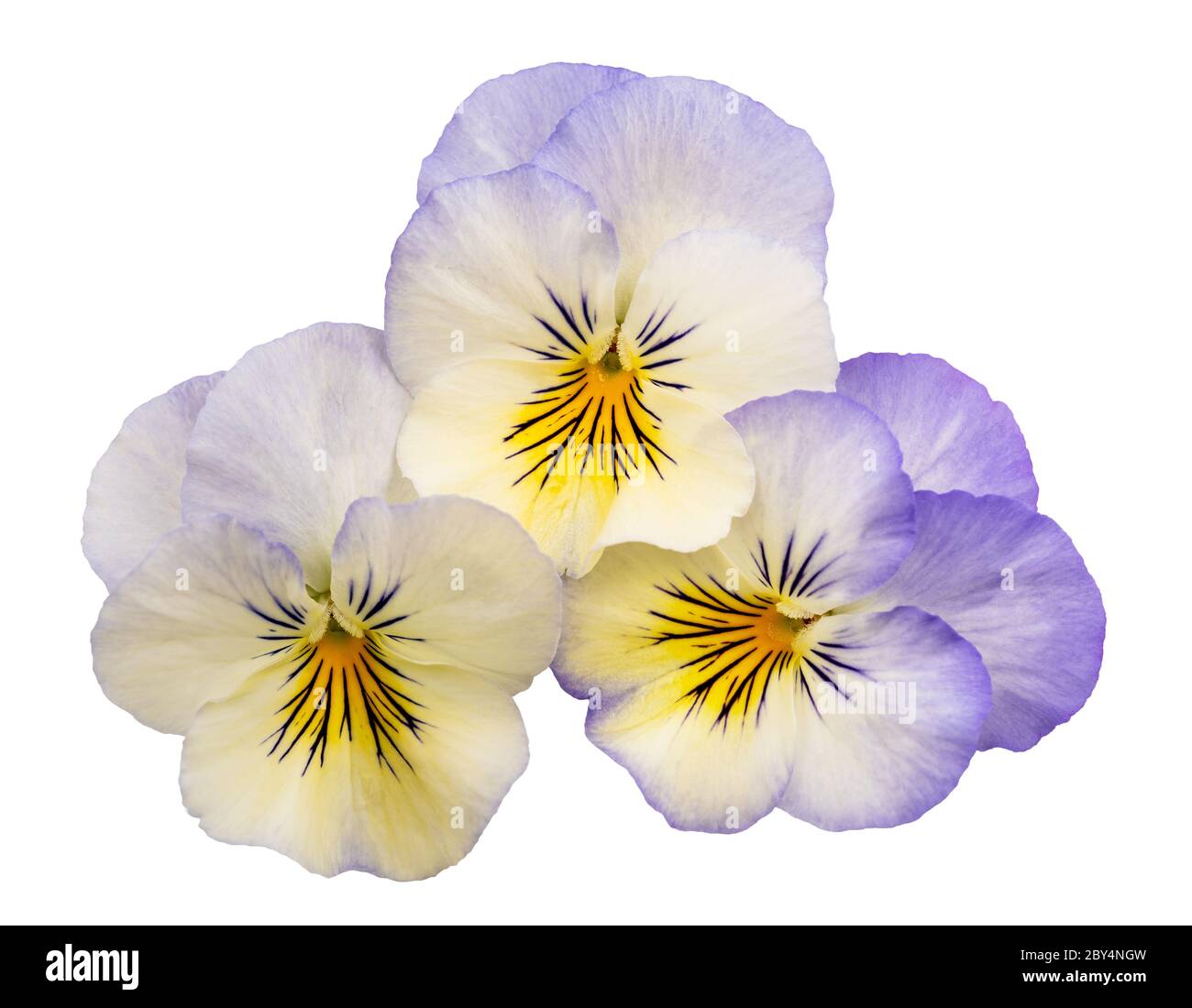 Pansy flowers isolated on white background Stock Photo - Alamy