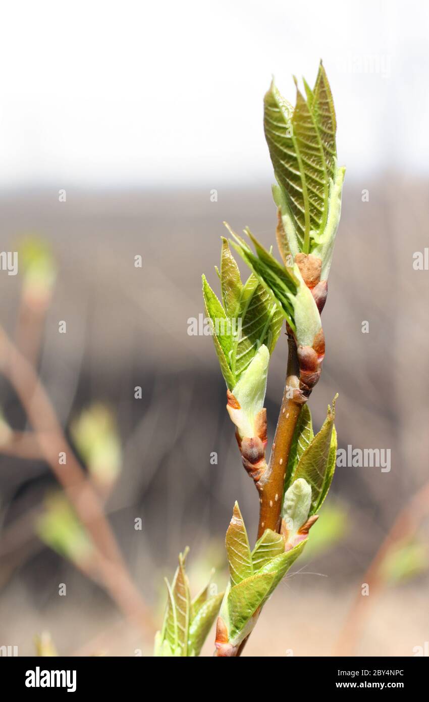 Limb bud hi-res stock photography and images - Alamy