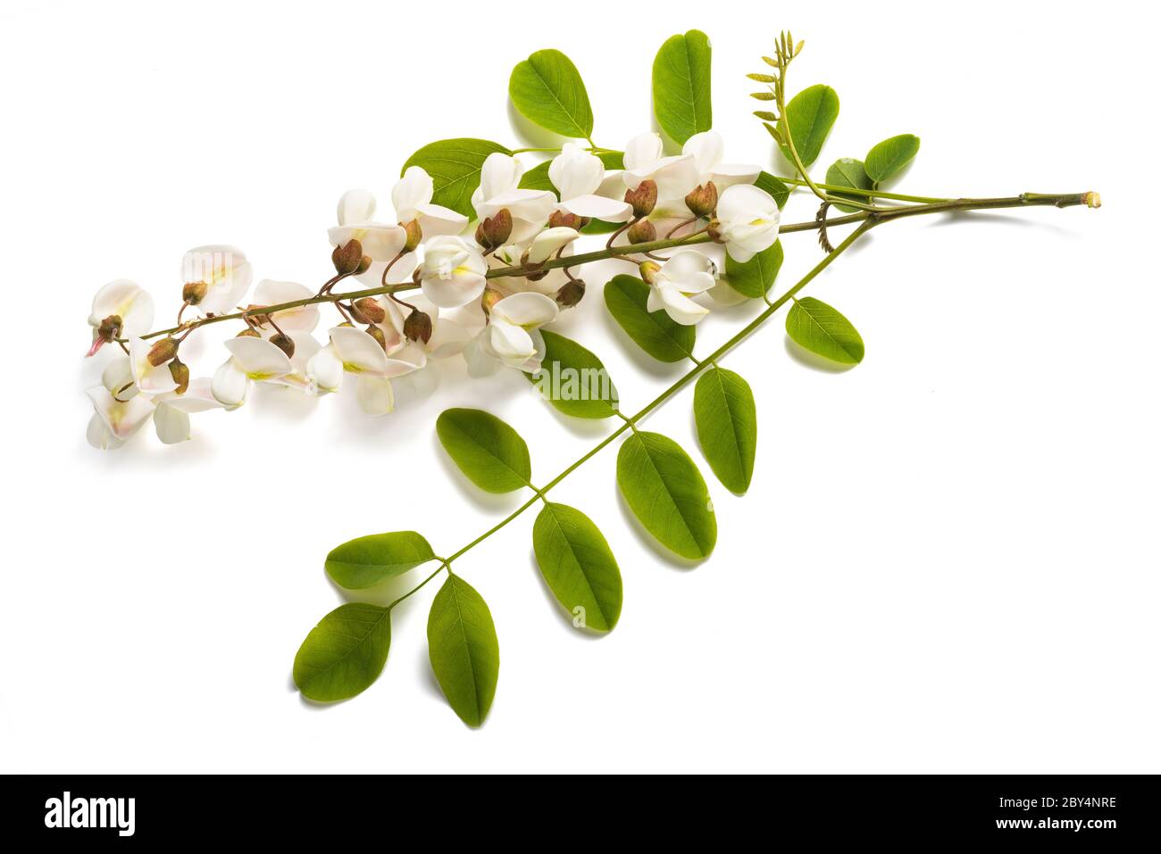 black locust branch and flowers isolated on white background Stock ... black locust branch and flowers isolated on white background Stock ...