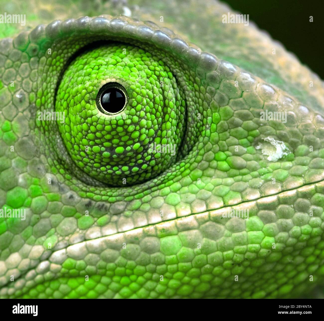 Chameleon High Resolution Stock Photography and Images - Alamy