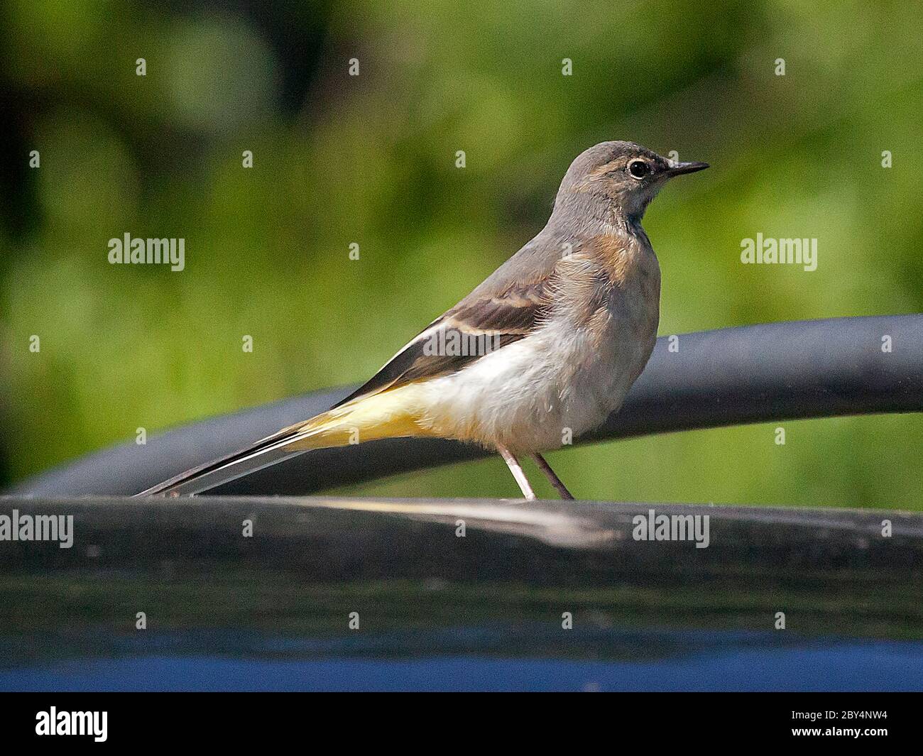 Grey Wagtail