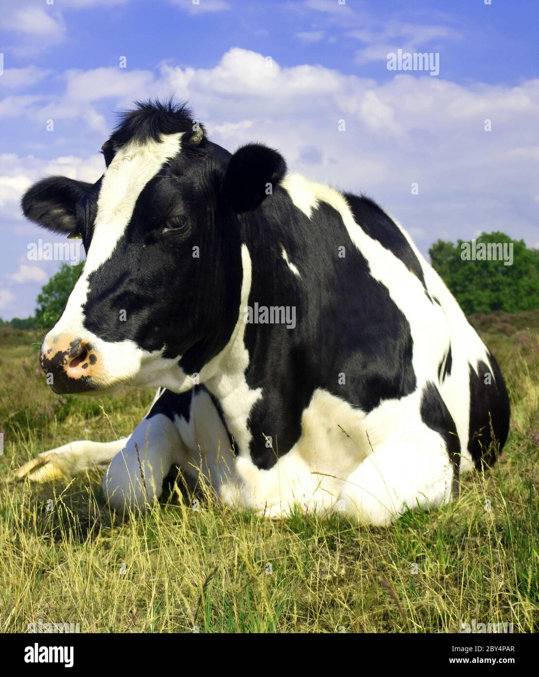Cow sitting down hi-res stock photography and images - Alamy