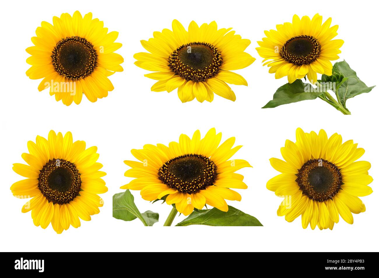 Field of common sunflowers hi-res stock photography and images - Alamy