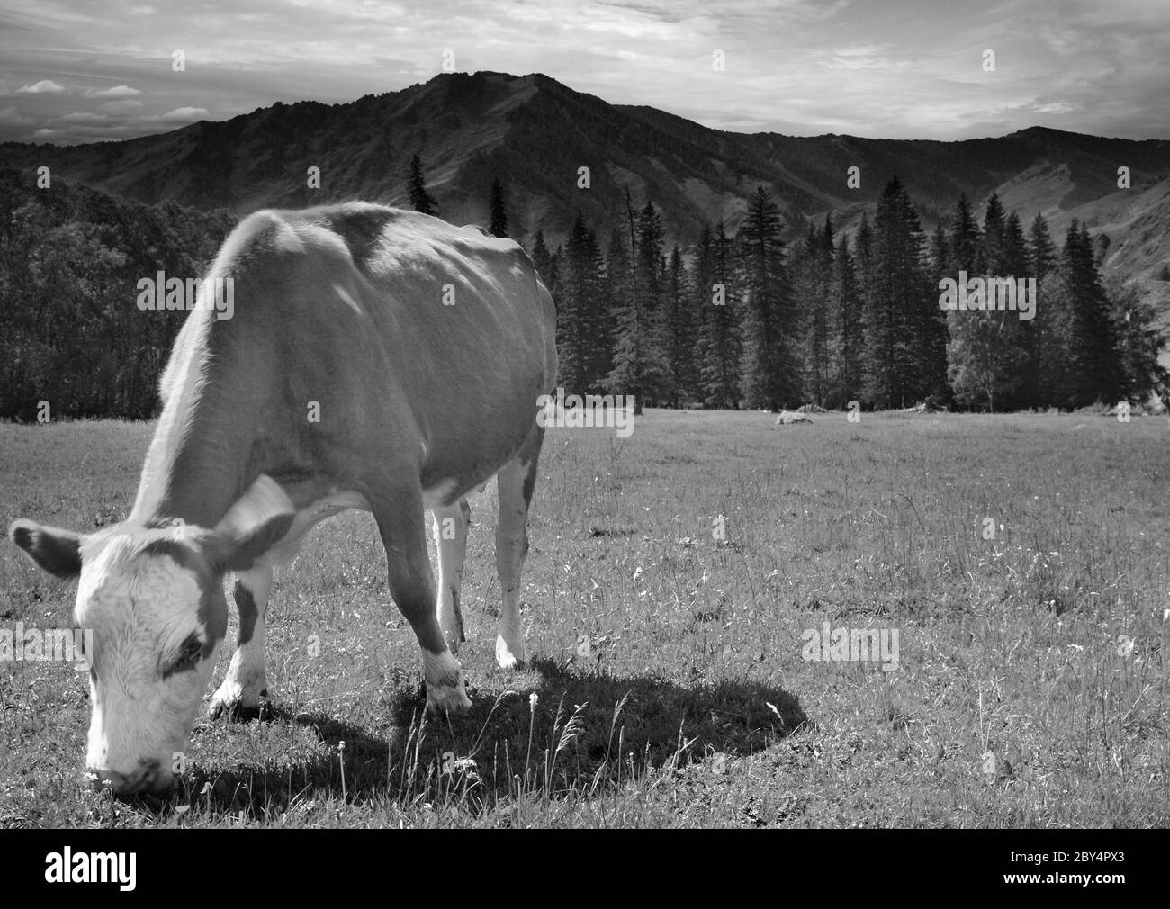 Big four ranch hi-res stock photography and images - Alamy