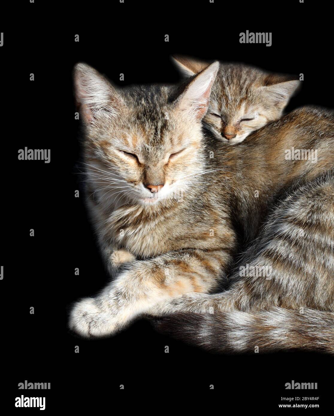 Sleeping cats hi-res stock photography and images - Alamy