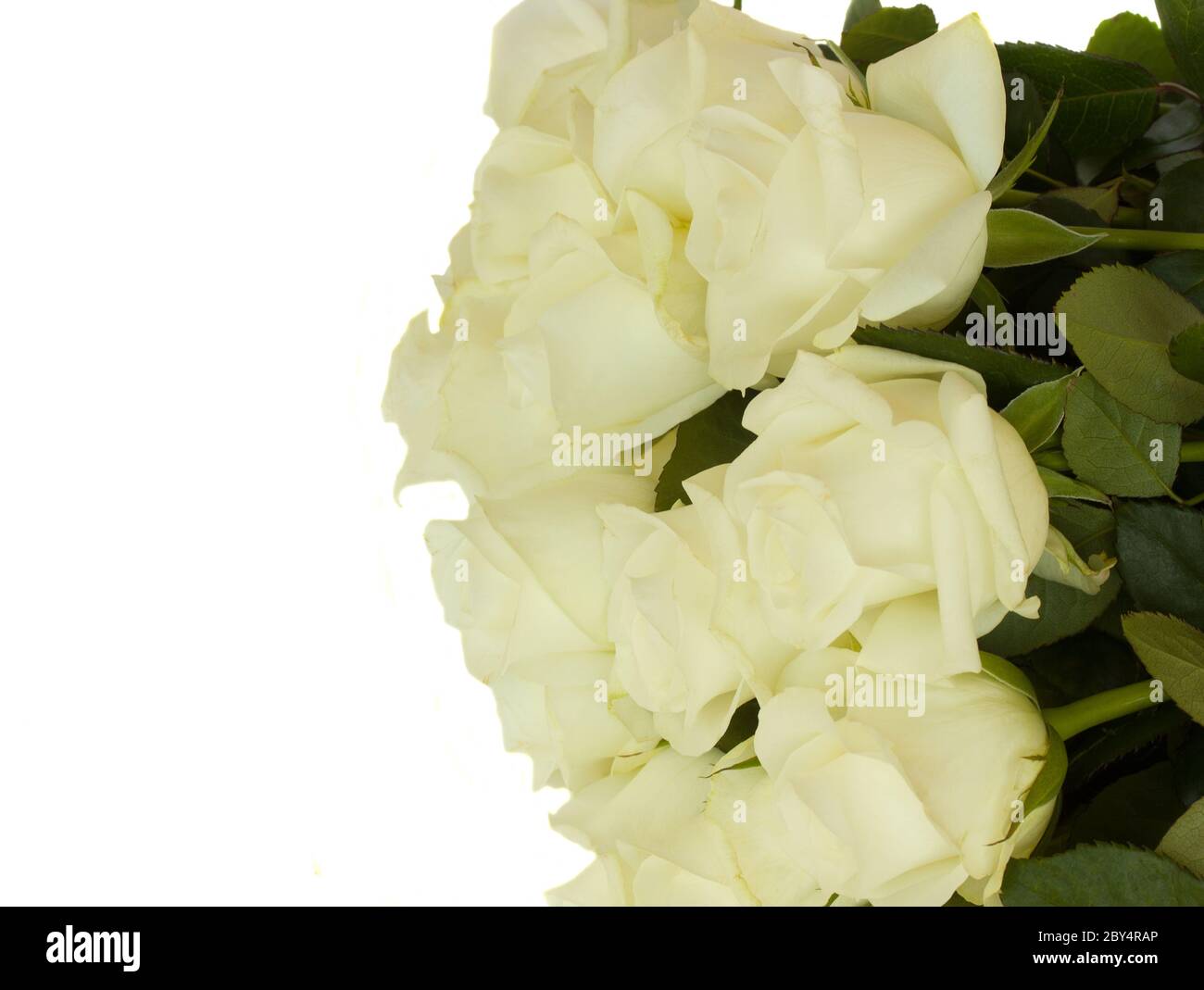 bouquet of white fresh roses Stock Photo - Alamy