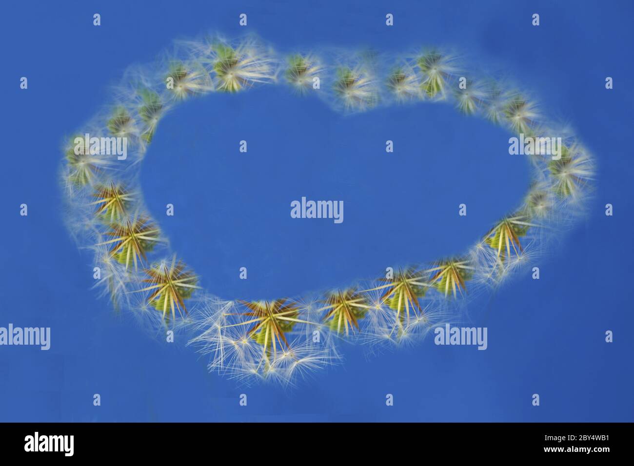 Flower seeds of Youngia also known as Japanese Hawkweed Stock Photo - Alamy