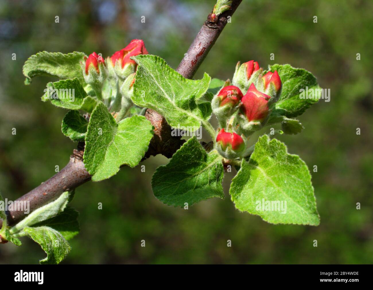 red buds on apple-tree Stock Photo - Alamy