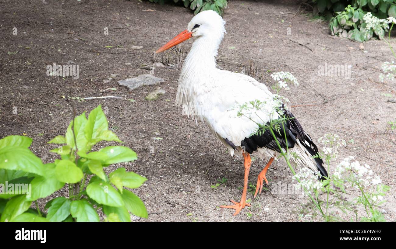 Bird white stork is a genus of birds from the order of ankle. A large ...