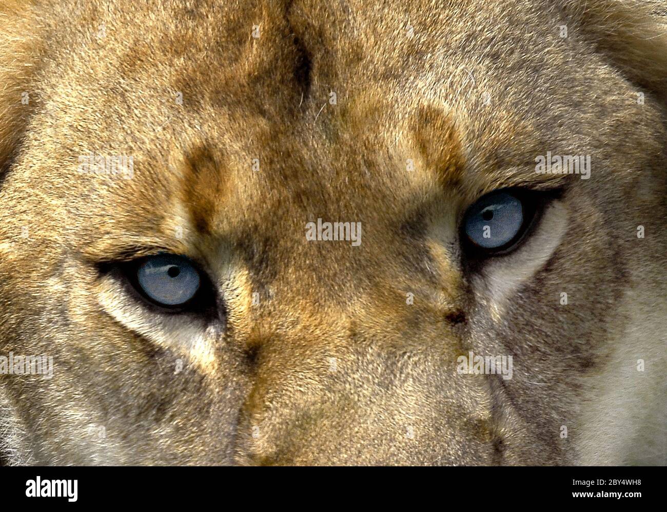 Close ayes hi-res stock photography and images - Alamy