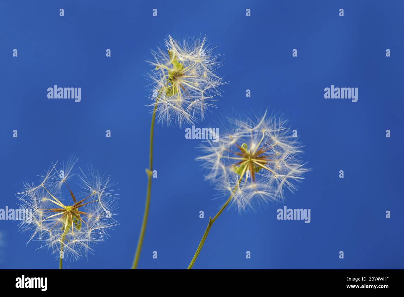 Flower seeds of Youngia also known as Japanese Hawkweed Stock Photo - Alamy