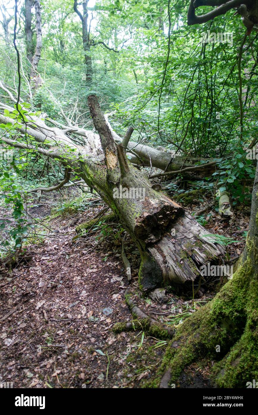 Ecclesall Woods, an ancient woodland in Sheffield, UK Stock Photo - Alamy