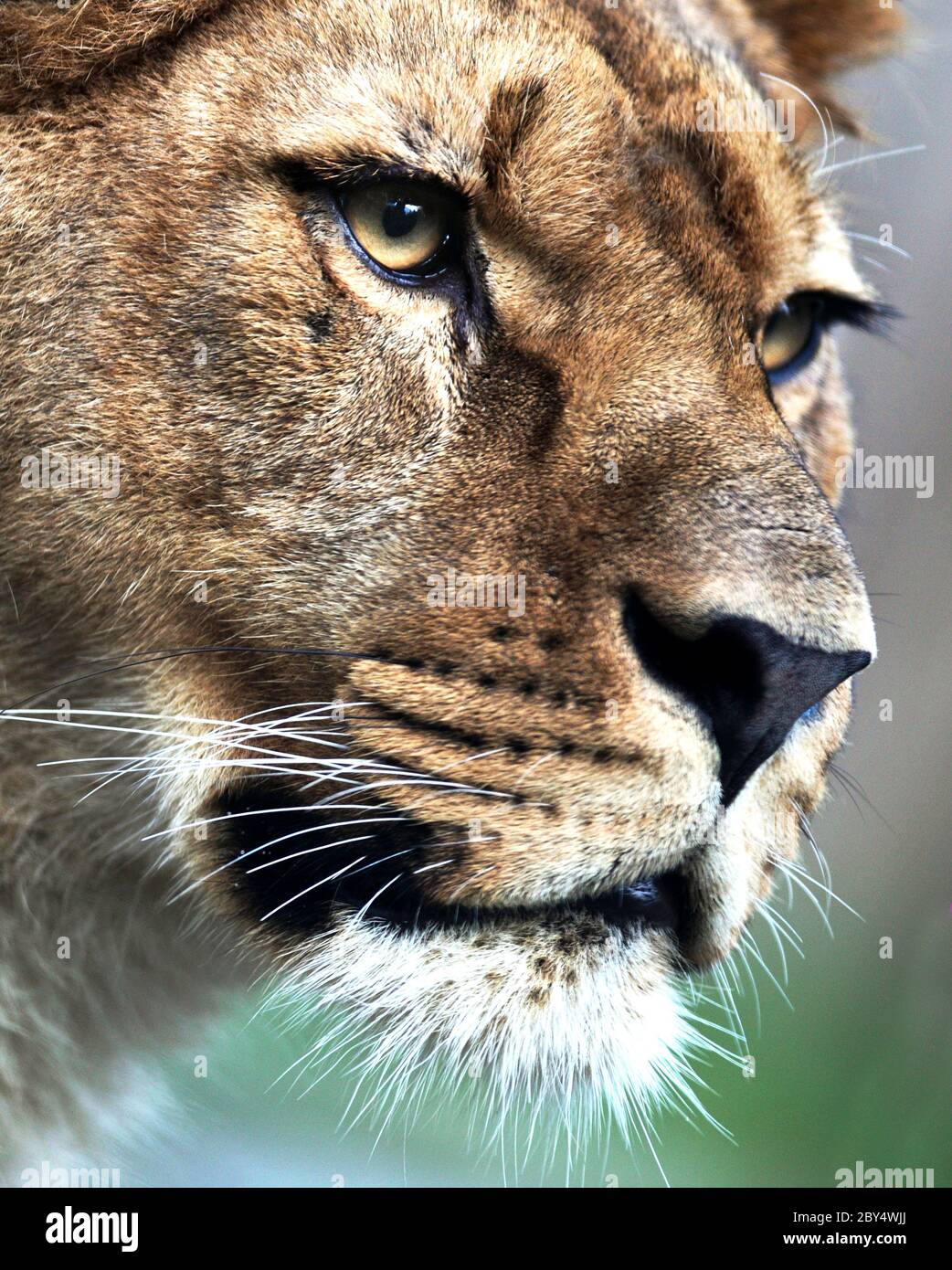 Lions ayes close up Stock Photo - Alamy