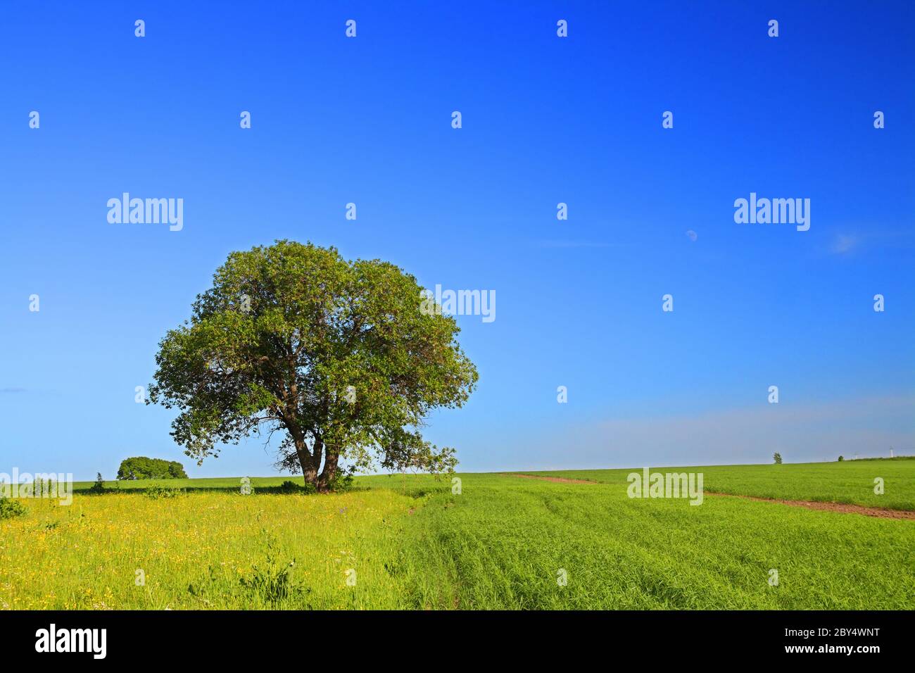 summer landscape with tree Stock Photo - Alamy