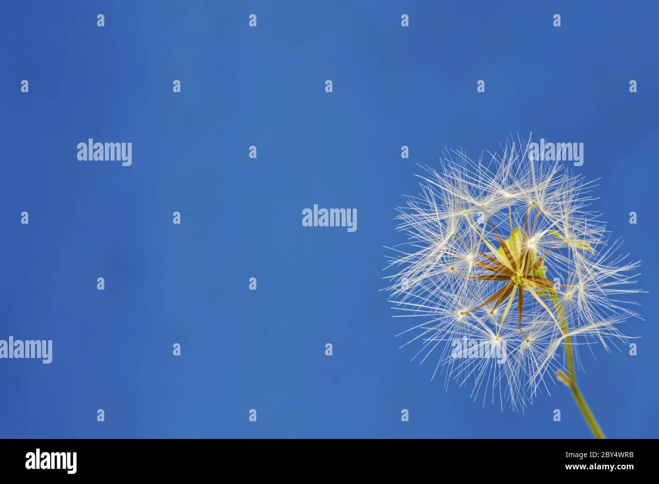 Flower seeds of Youngia also known as Japanese Hawkweed Stock Photo - Alamy