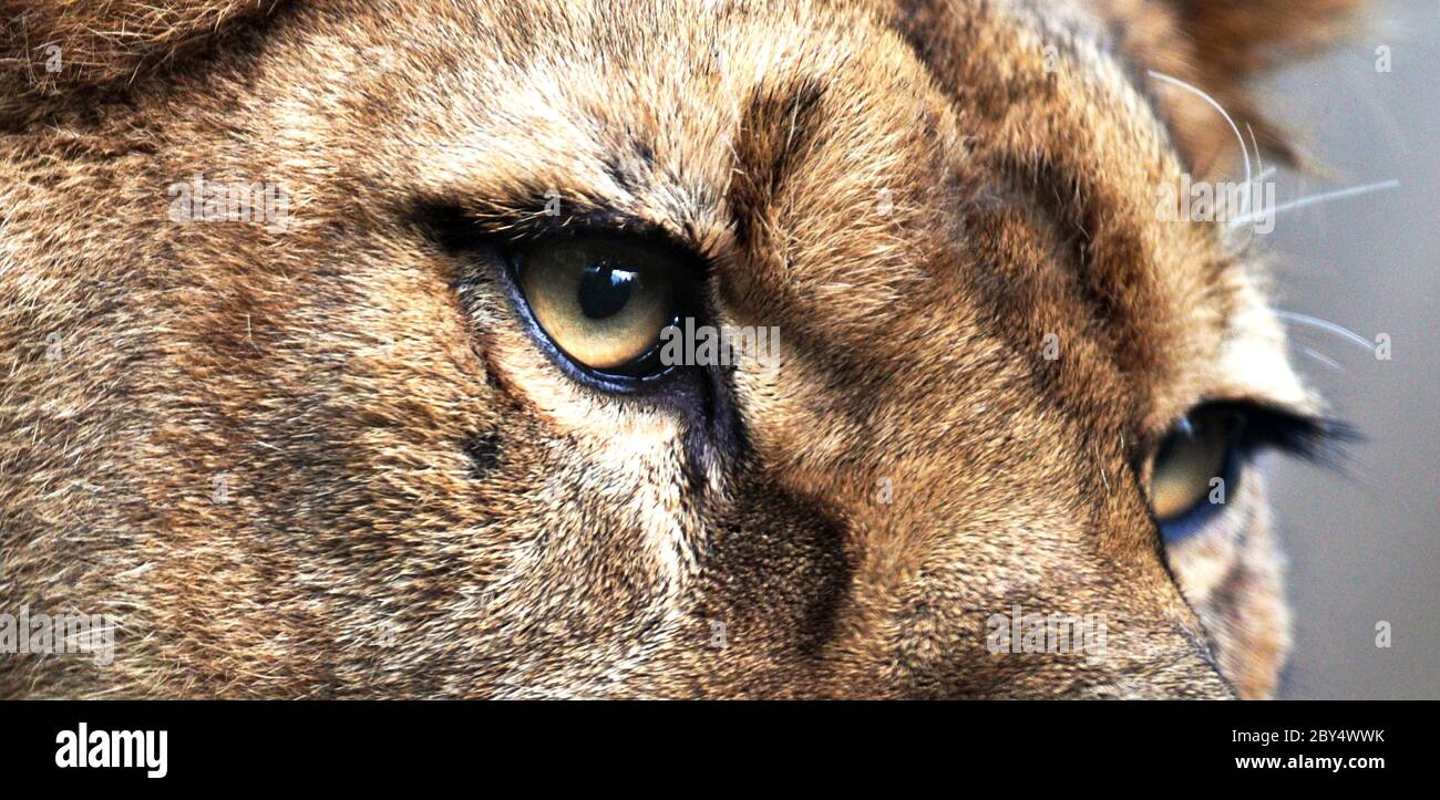 Close ayes hi-res stock photography and images - Alamy