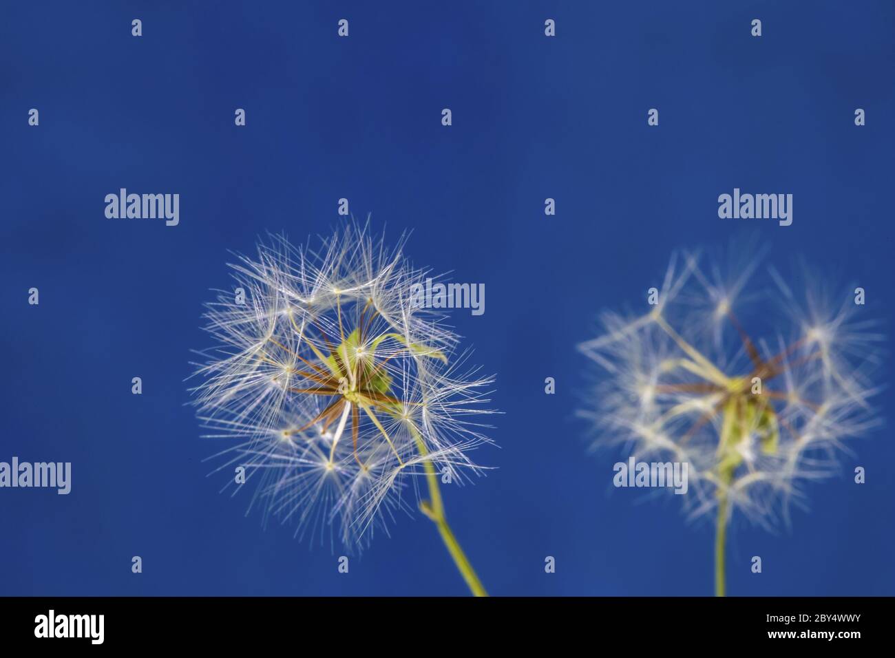 Flower seeds of Youngia also known as Japanese Hawkweed Stock Photo - Alamy