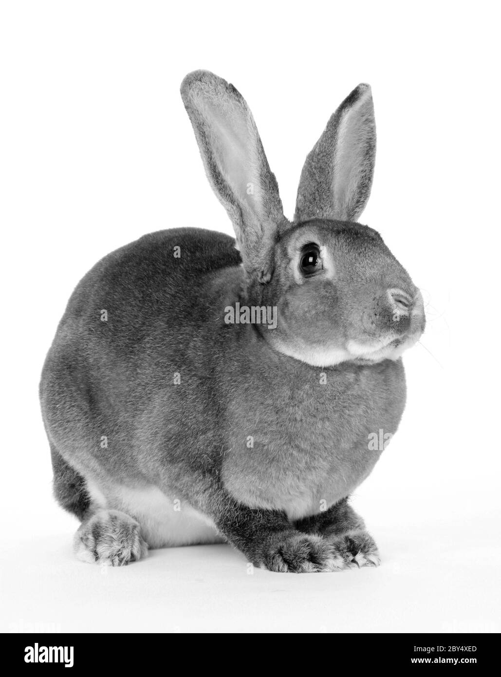 Long haired rabbit Black and White Stock Photos & Images - Alamy