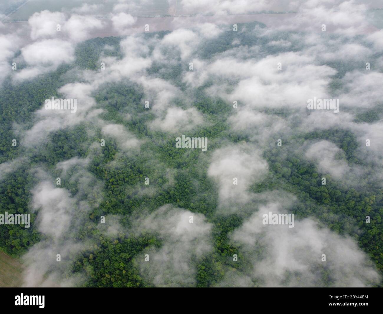 Dense forest view hi-res stock photography and images - Alamy