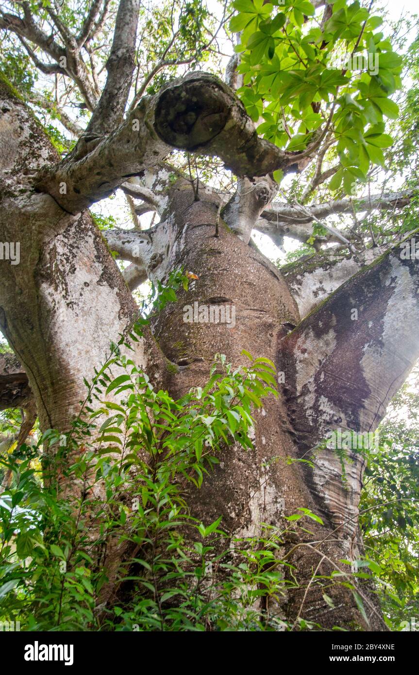 Rise view of the branches of a giant Baobab tree (Adansonia digitata ...