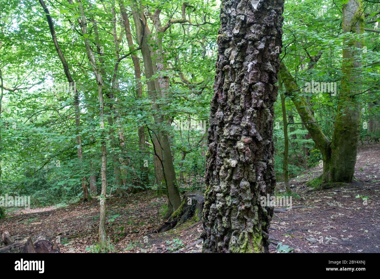 Ecclesall wood sheffield hi-res stock photography and images - Alamy
