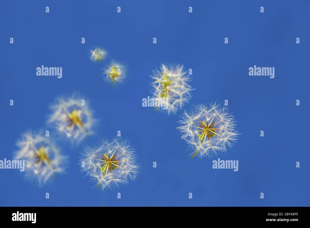 Flower seeds of Youngia also known as Japanese Hawkweed Stock Photo - Alamy