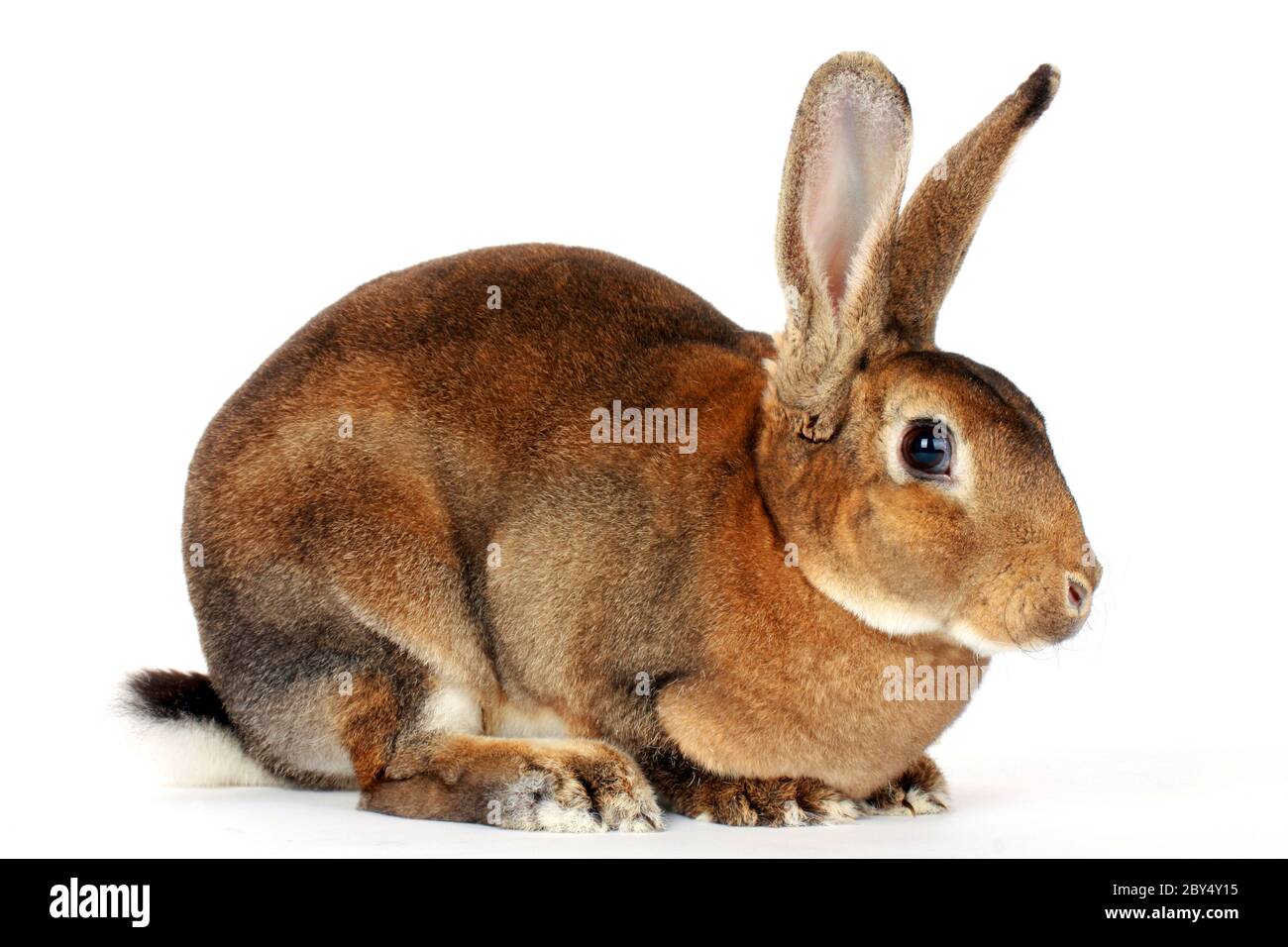 Brown short haired rabbit on a white background Stock Photo - Alamy
