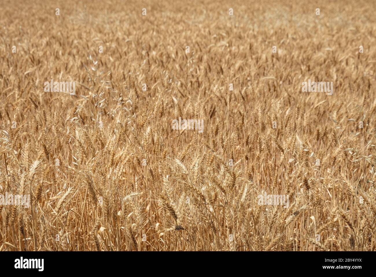Shallow depth of field close up view of wheat in a field in South ...