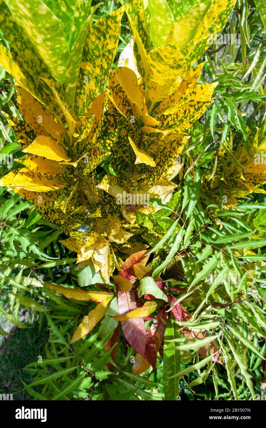 Yellow plant of Variegated Croton (Codiaeum variegatum var. pictum ...