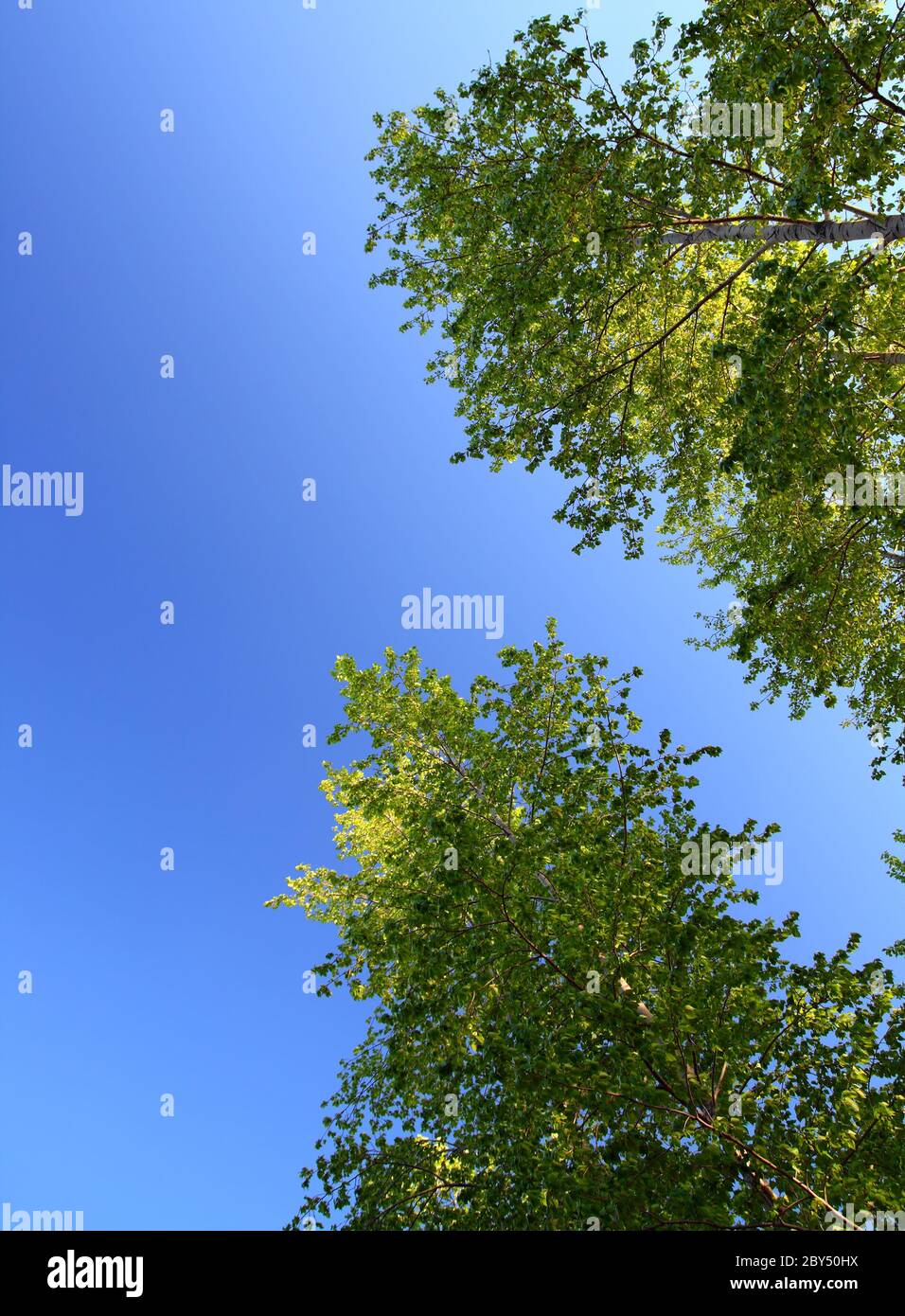 Birch trees grove on hi-res stock photography and images - Alamy
