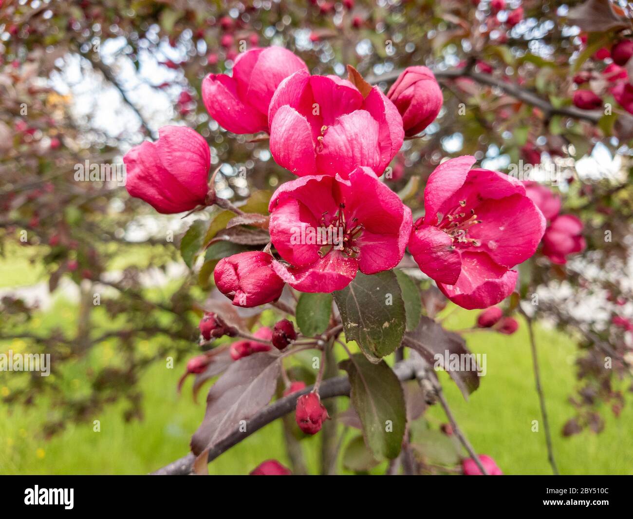 Apple Tree Flower Images