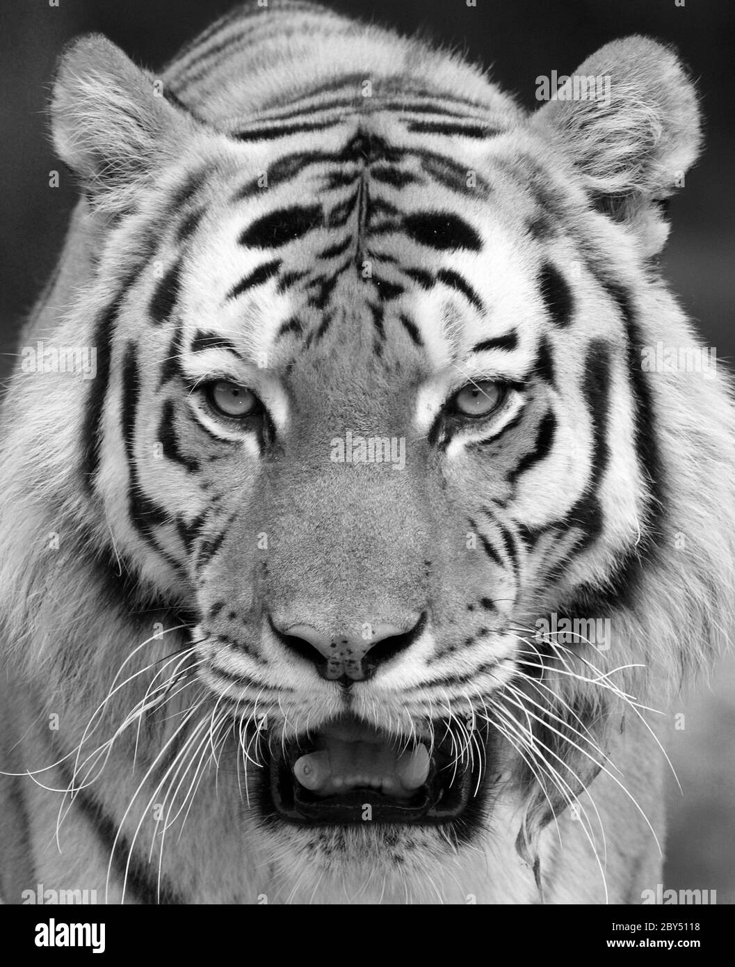 Tiger looking at camera Black and White Stock Photos & Images - Alamy