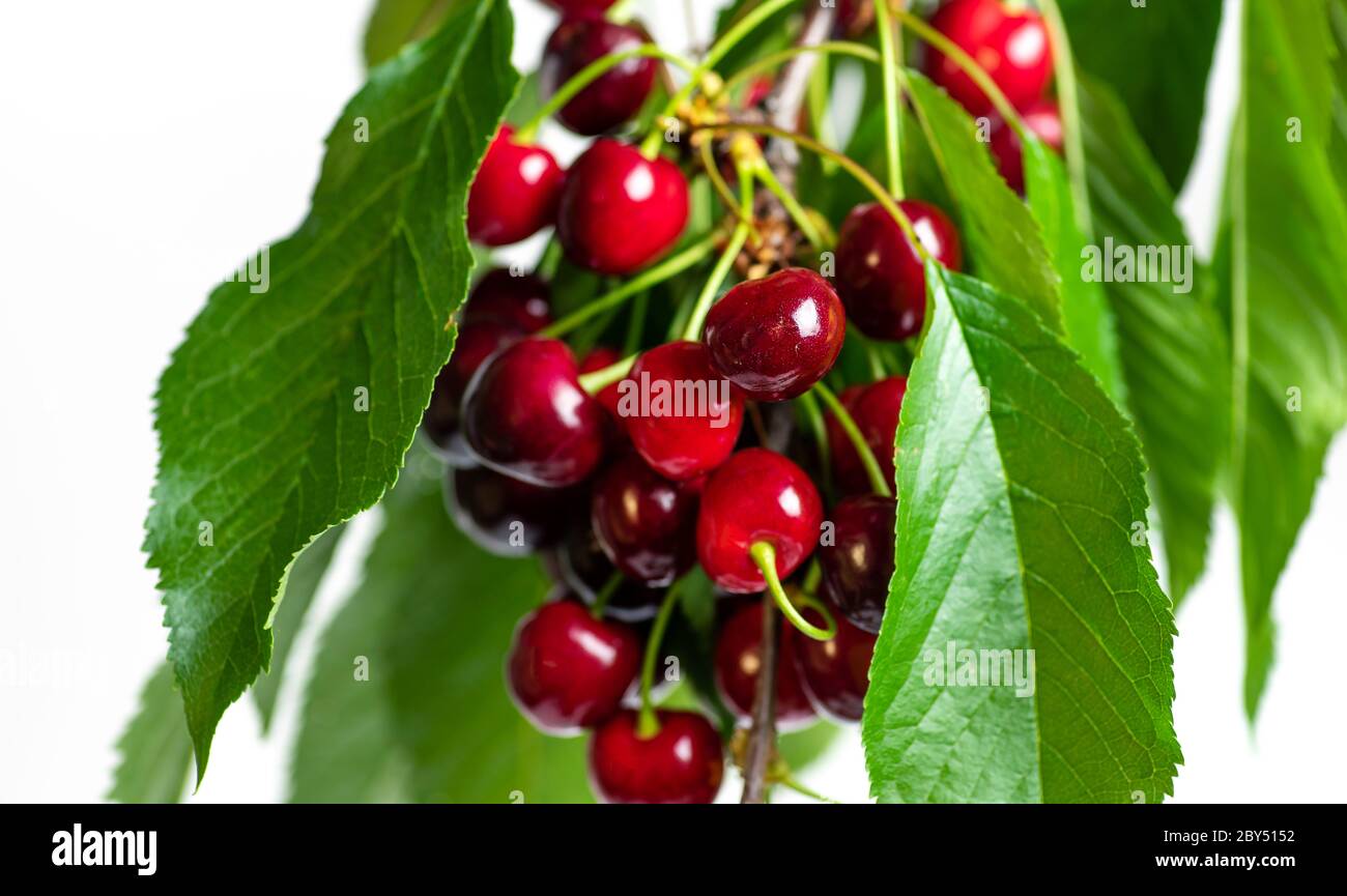 Cherry fruit branch on white background top view isolated Stock Photo ...