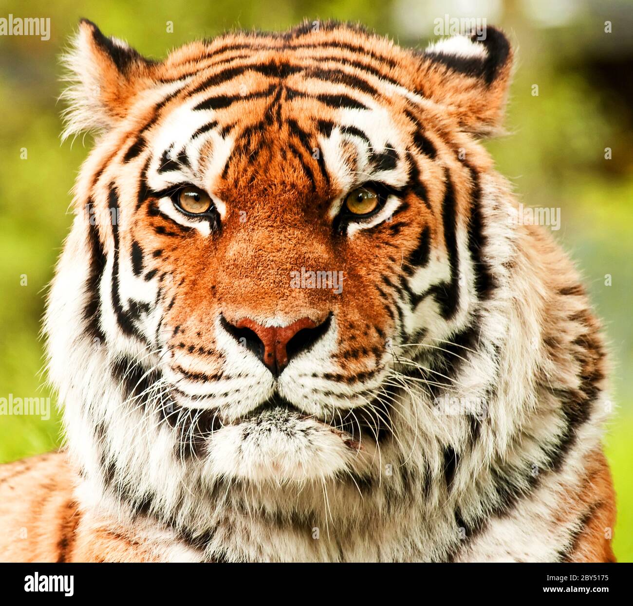Adult tiger hi-res stock photography and images - Alamy