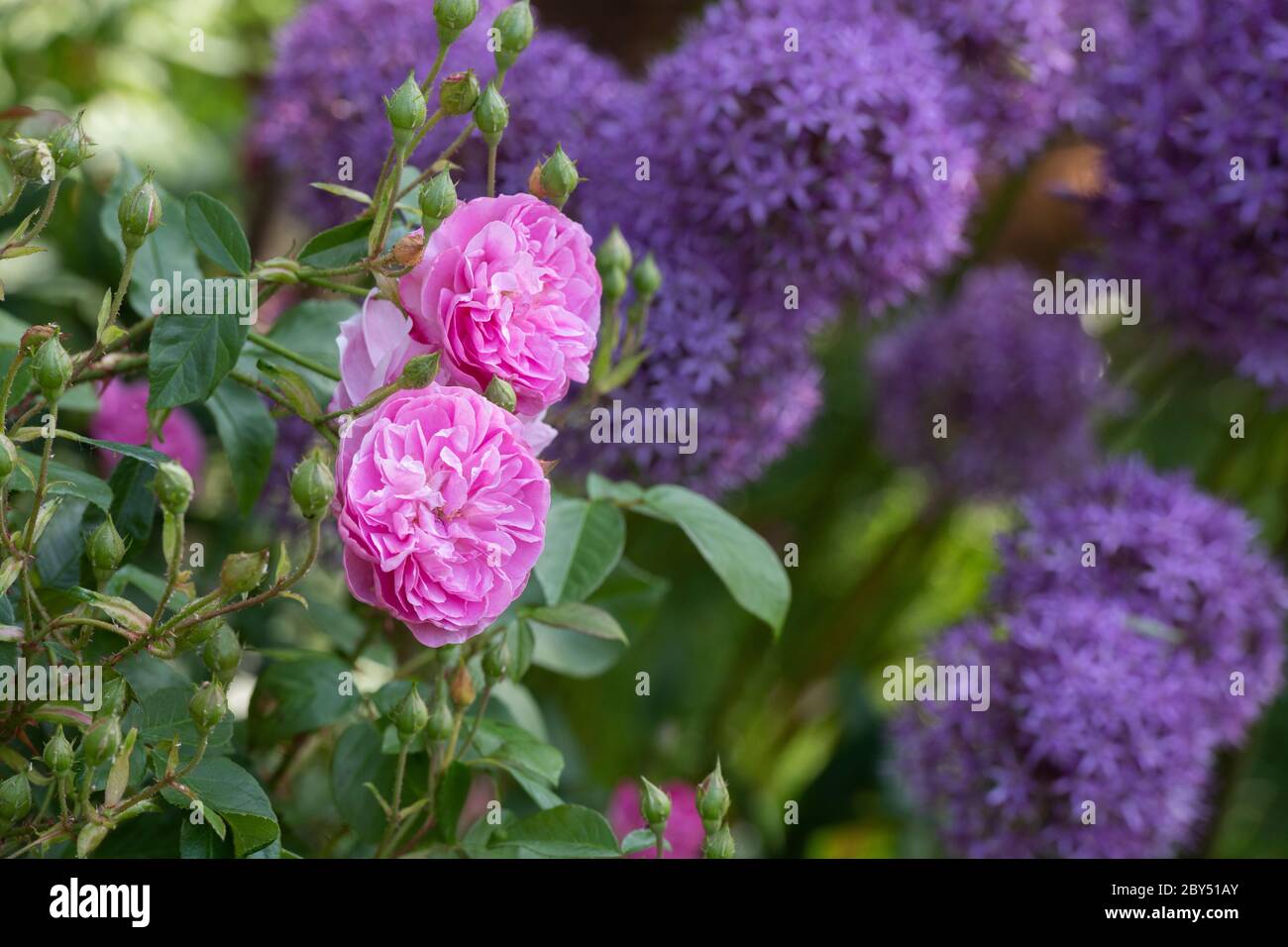 Rosa. Pink shrub rose in front of alliums in an english garden. UK ...