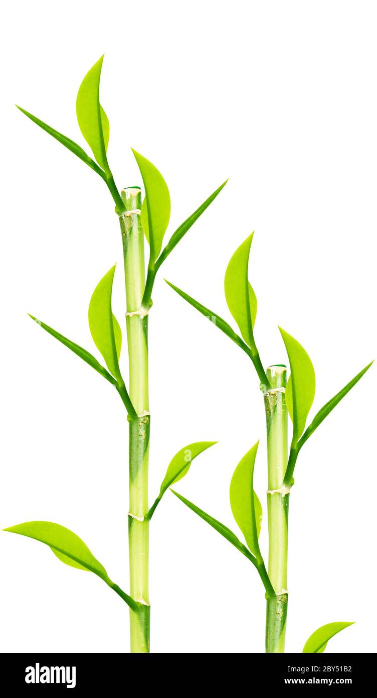 Green bamboo Cut Out Stock Images & Pictures - Alamy