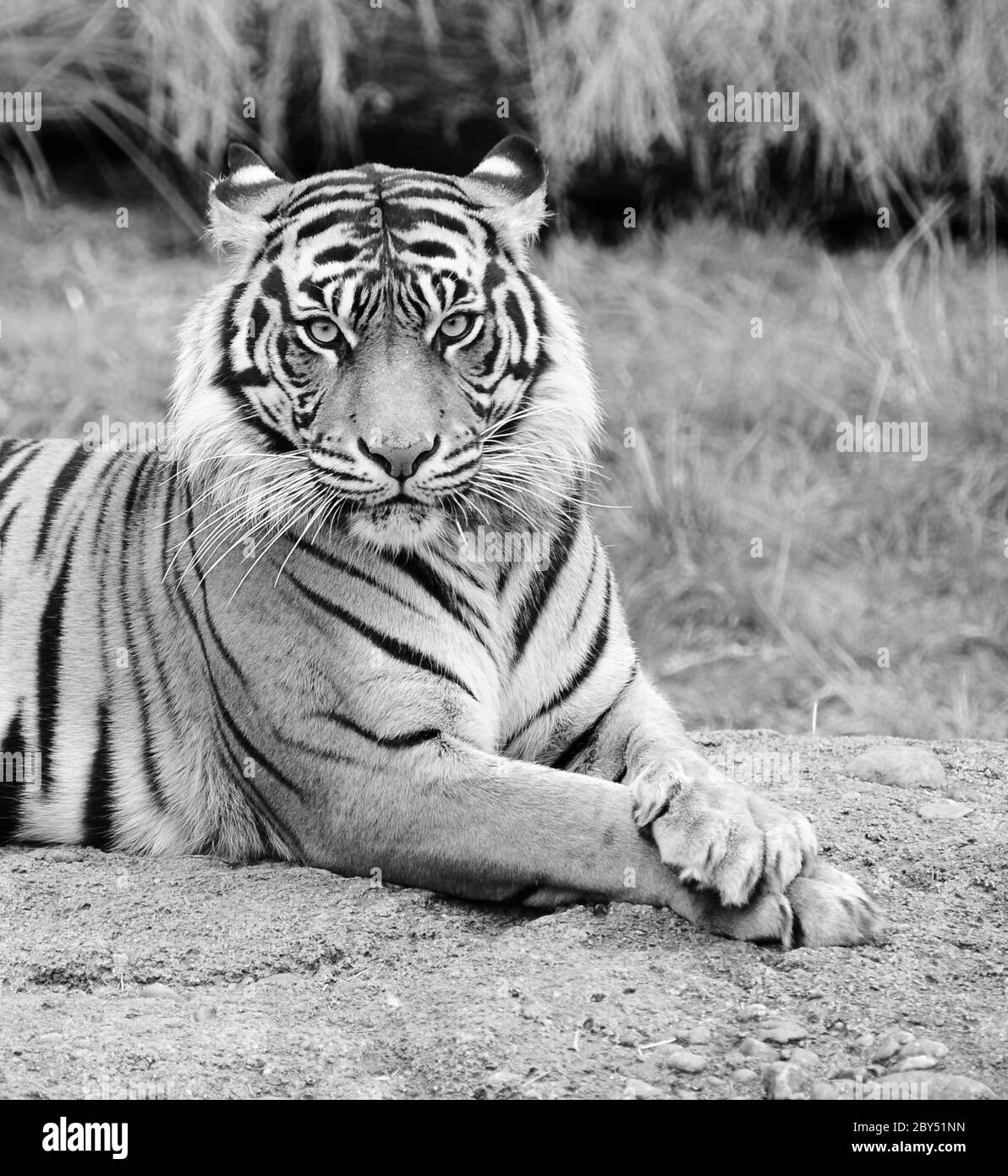 Tiger looking at camera Black and White Stock Photos & Images - Alamy