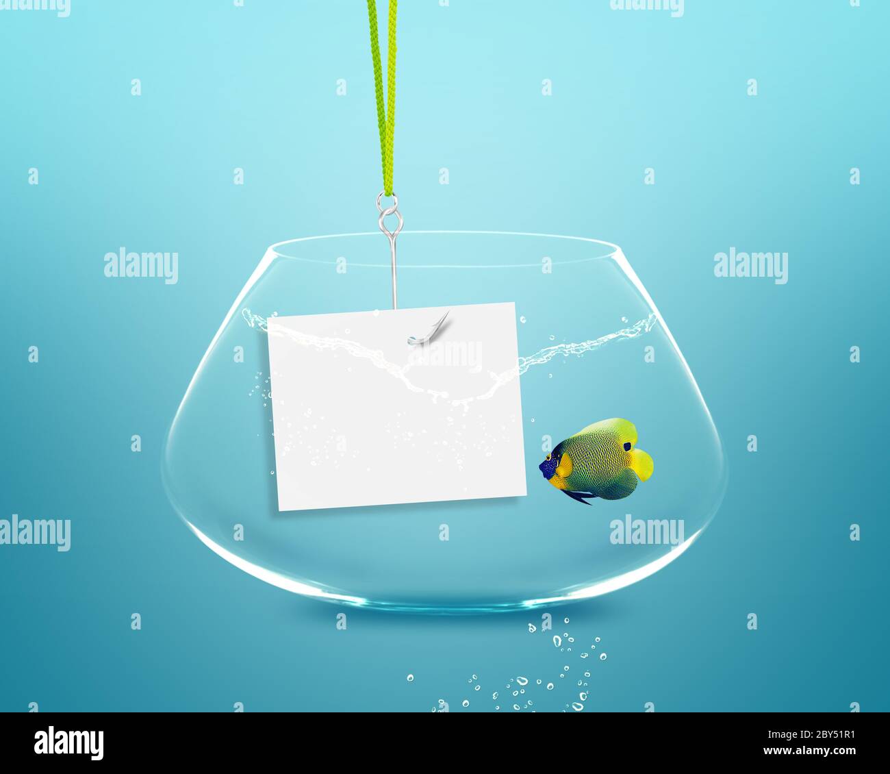 Anglefish hi-res stock photography and images - Alamy Anglefish hi-res stock photography and images - Alamy