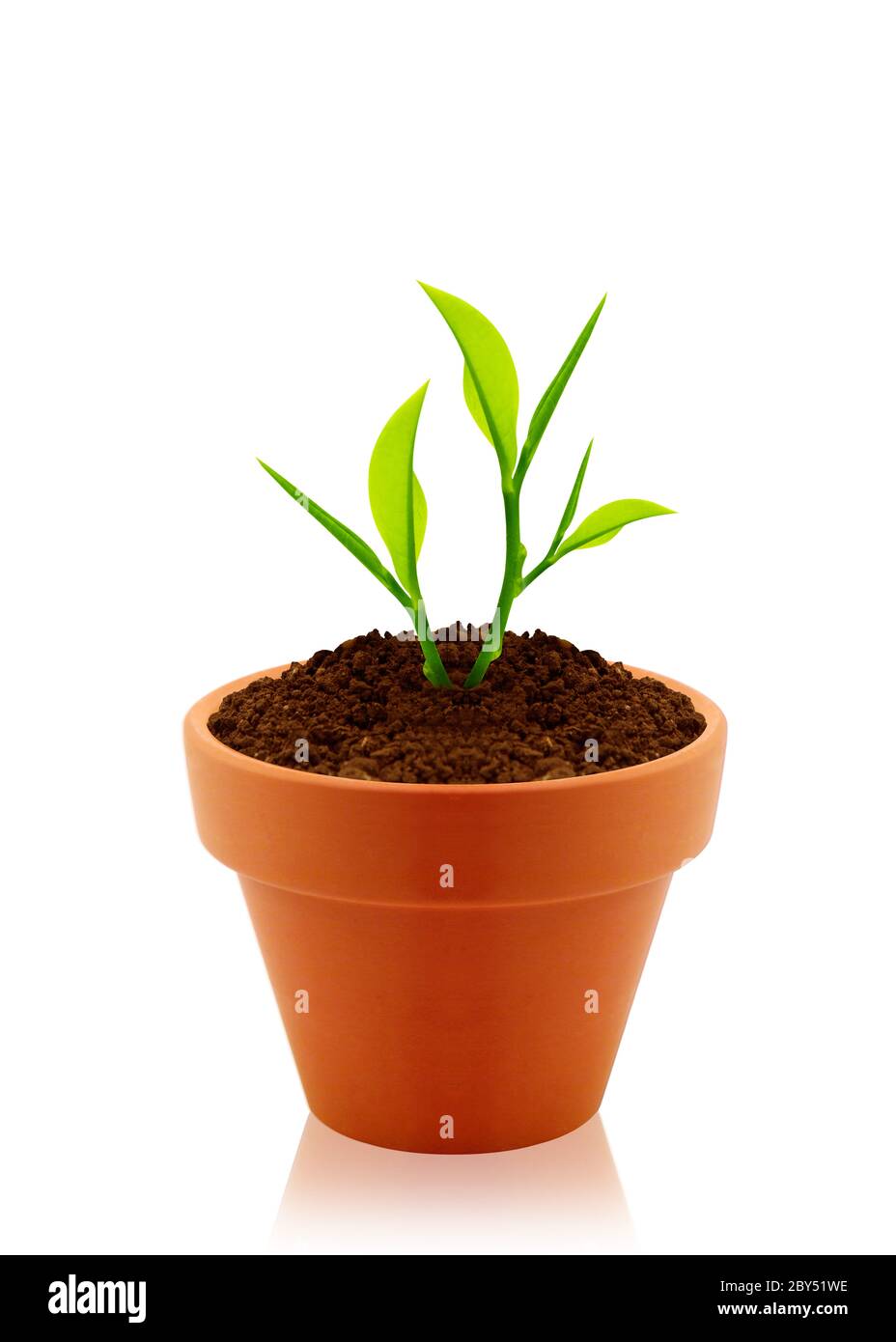 Tree growing into house Cut Out Stock Images & Pictures - Alamy