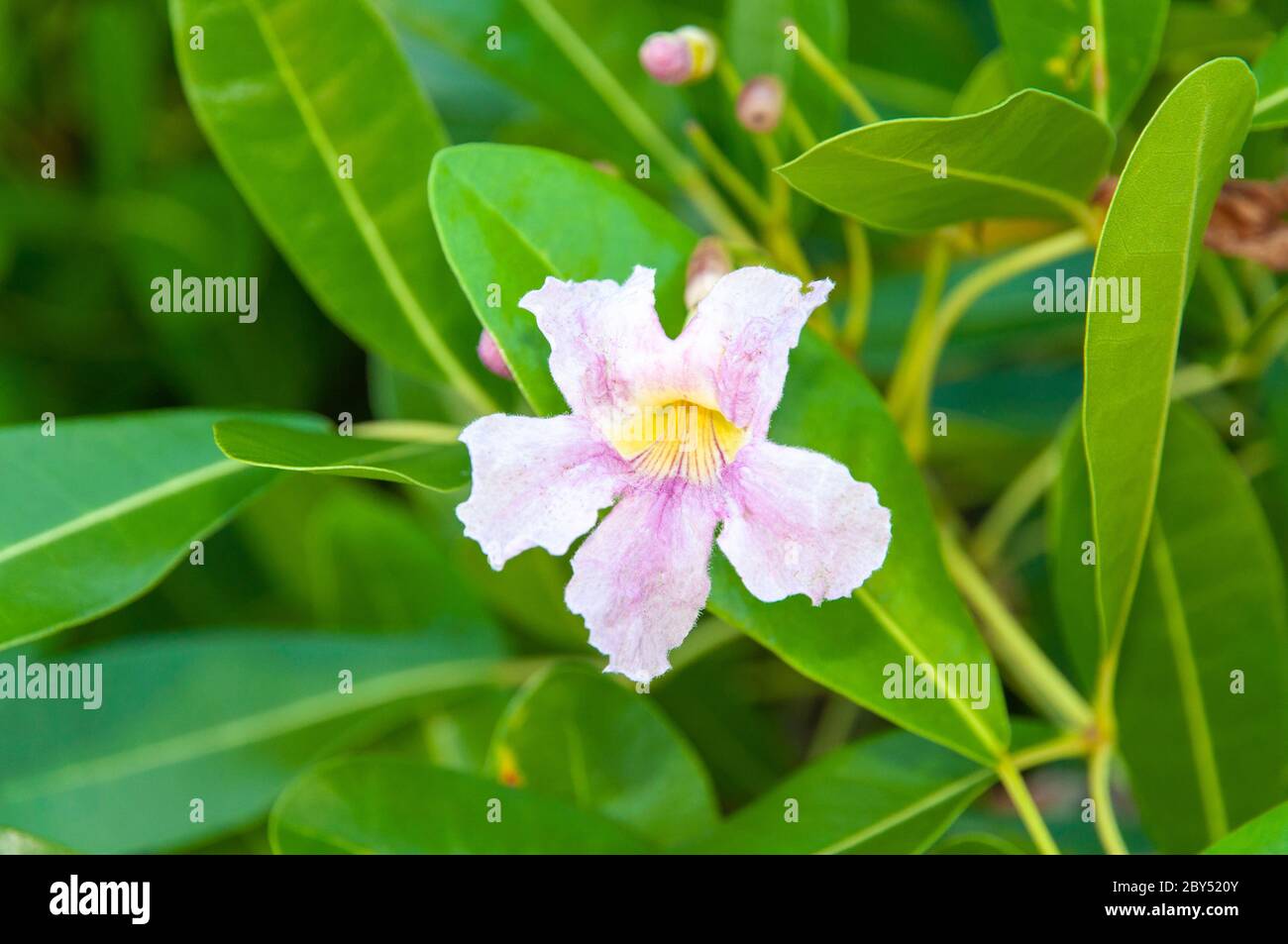 Tabebuia heterophylla hi-res stock photography and images - Alamy