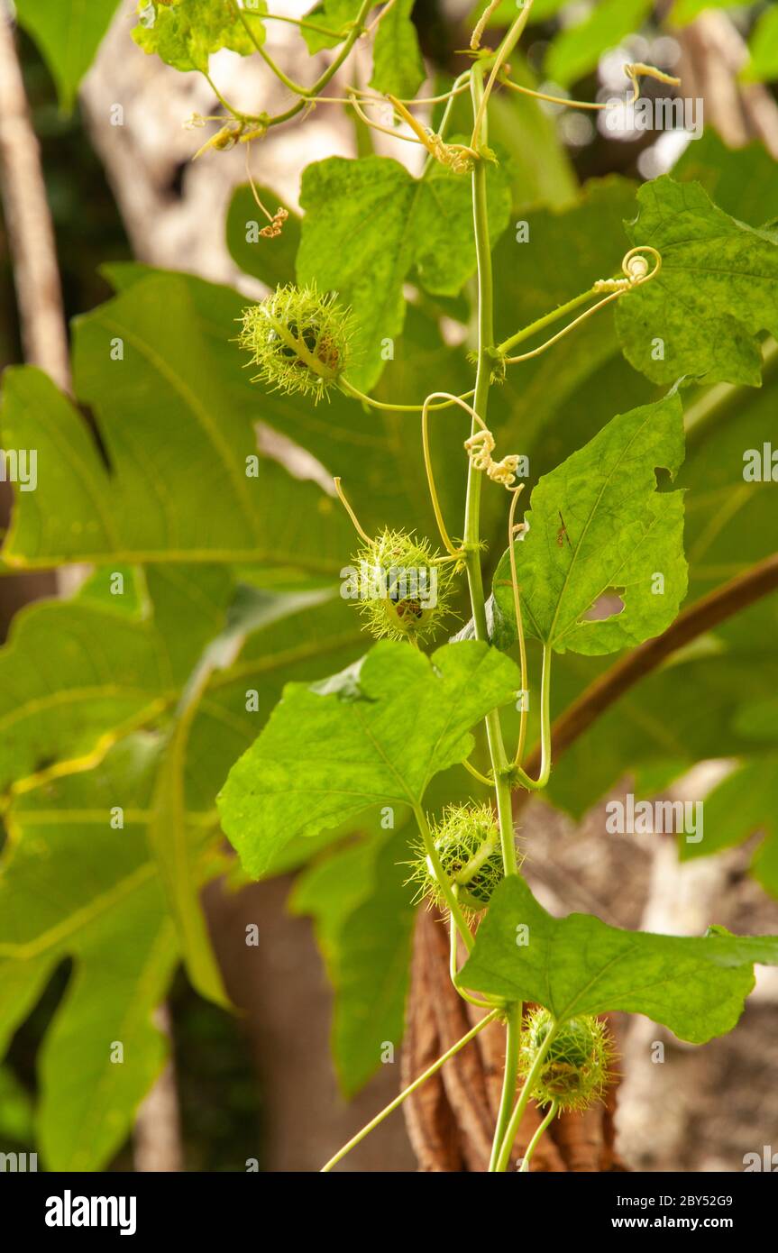 Passiflora ciliata hi-res stock photography and images - Alamy