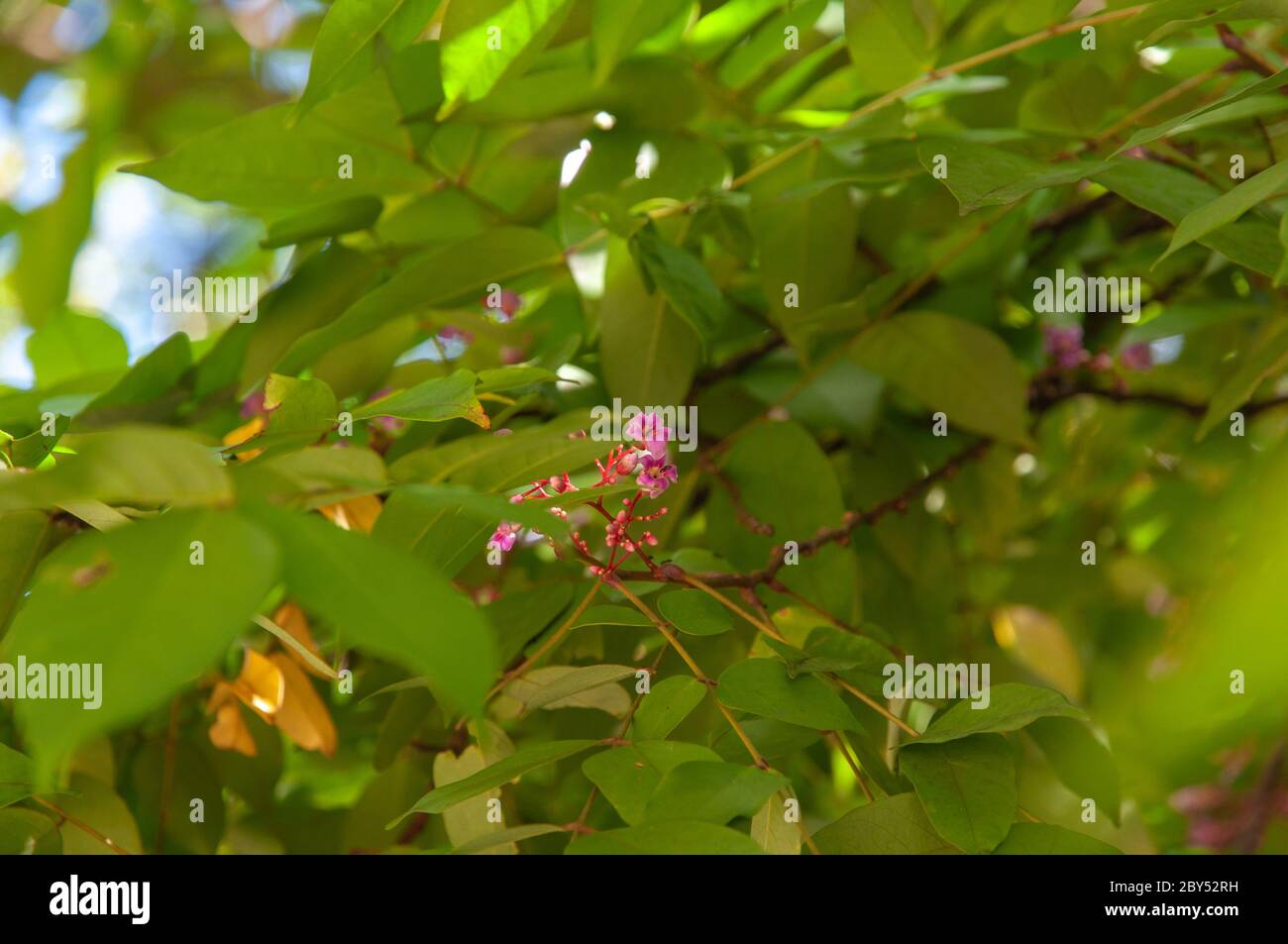 Beautiful pink flowers of the Starfruit plant (Averrhoa carambola Stock ...
