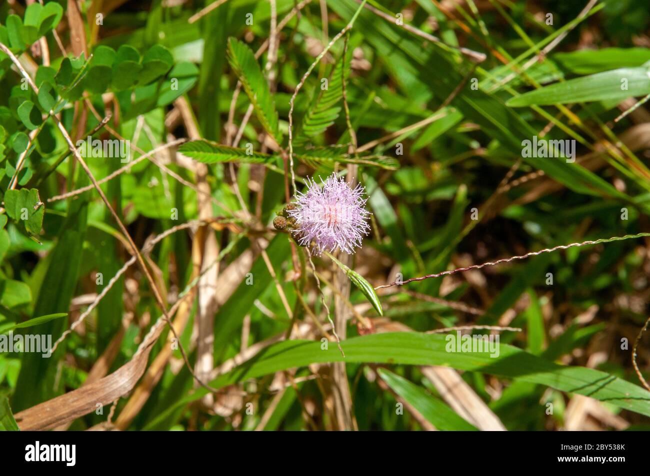 Pink wild single tropical flower of the Sensitive Plants (Mimosa pudica ...